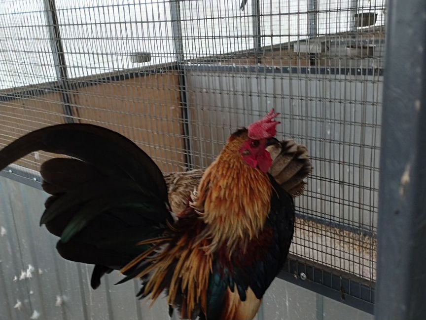 Малазийская серама