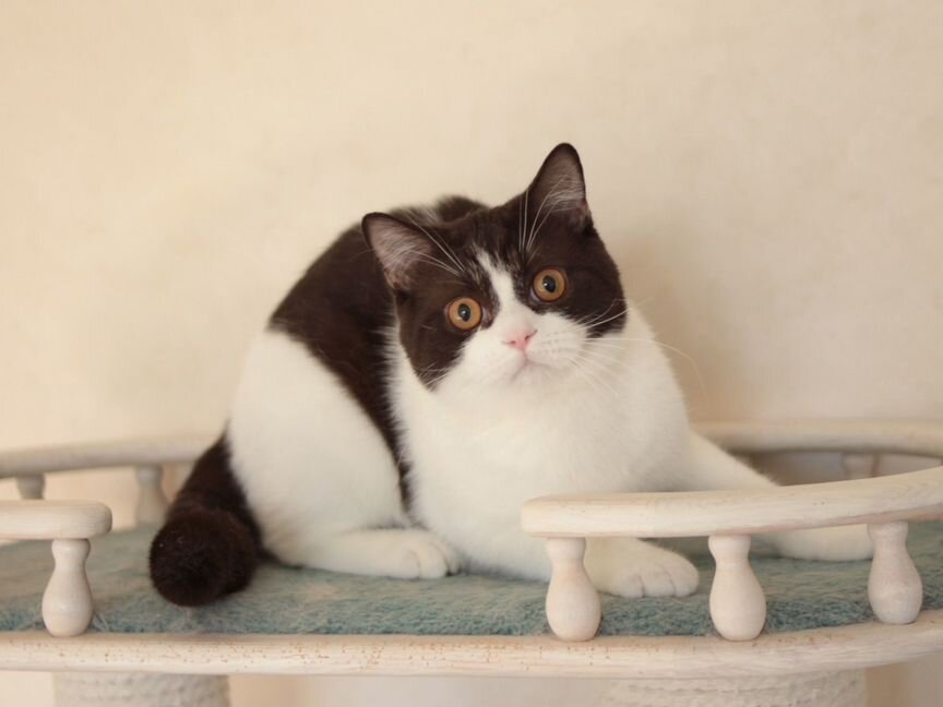 Британский котик