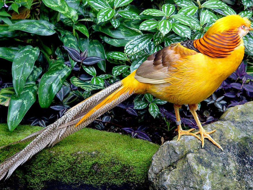 Фазанята декоративные