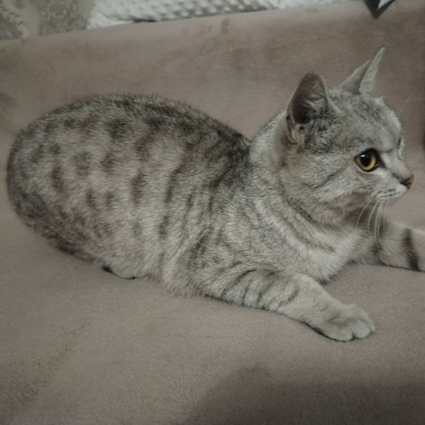 Алтайский котёнок
