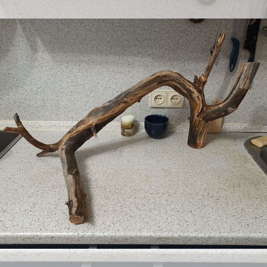 Коряга яблоня из дикого леса