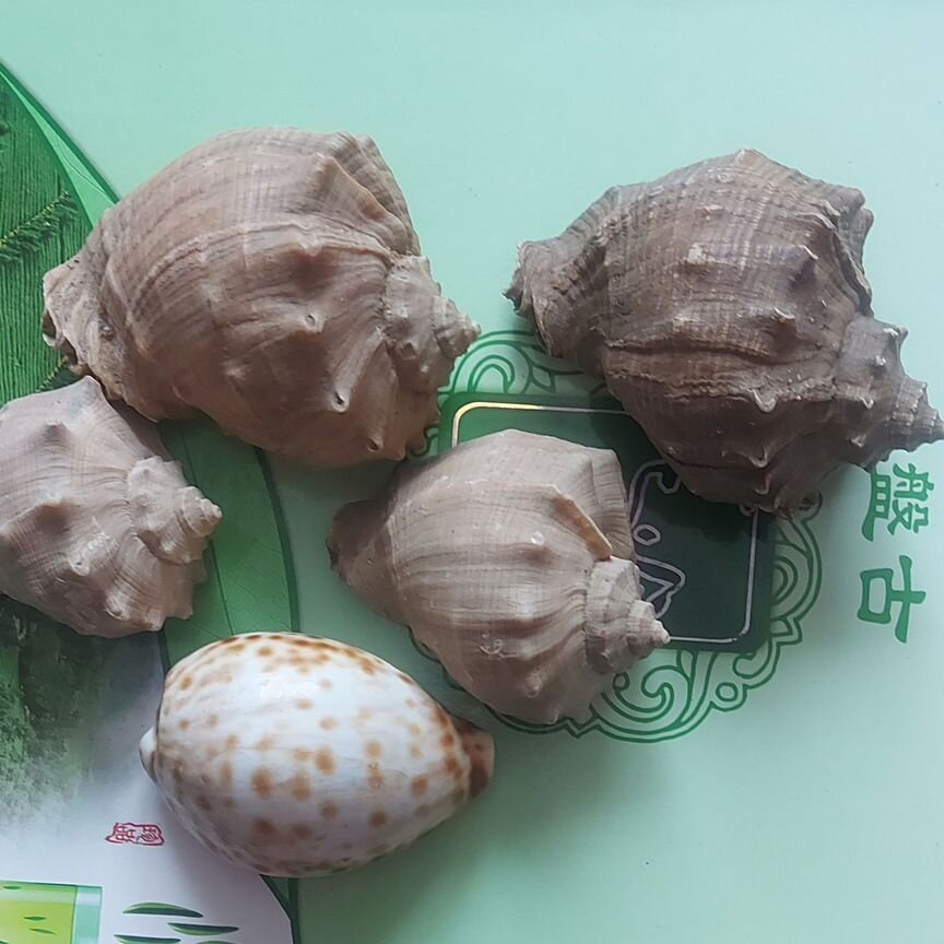 Ракушки для аквариума