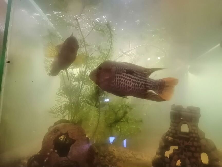 Акара бирюзовая самец