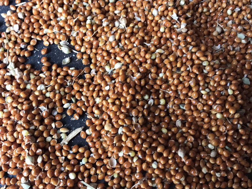 Просо красное