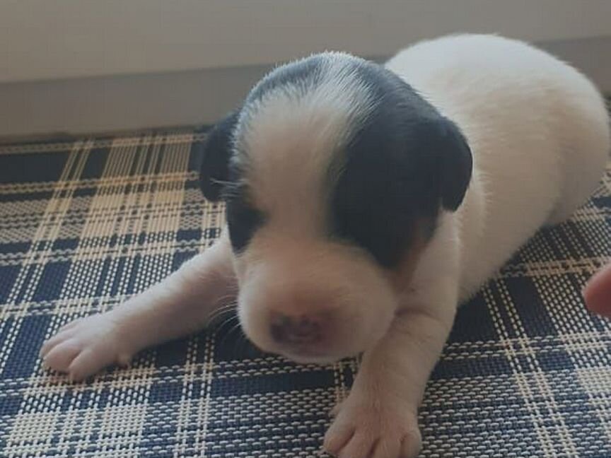 Щенок Джека Расселла