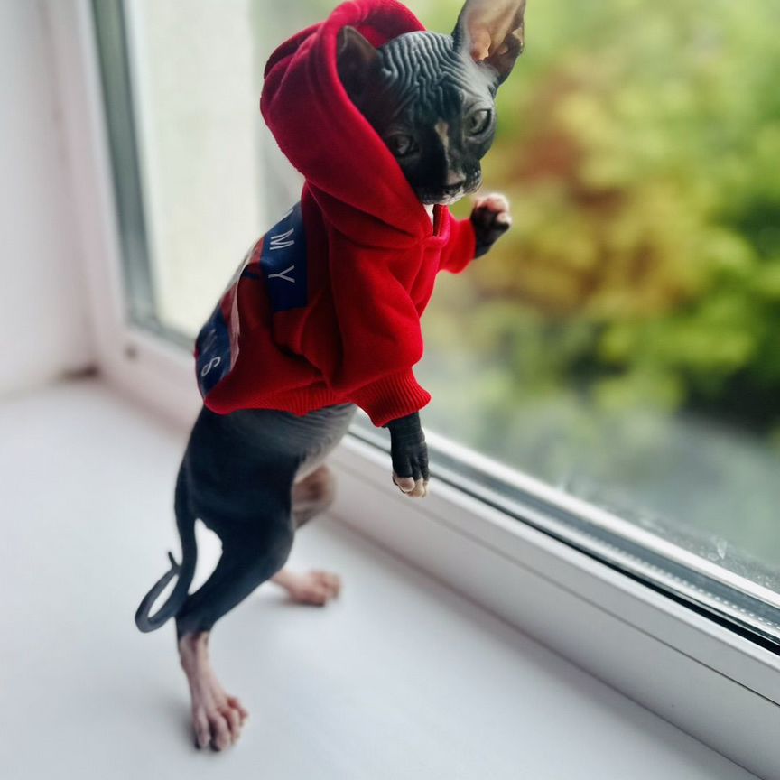 Котенок сфинкс