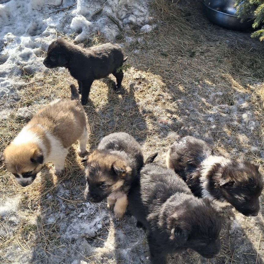 Щенок в добрые руки