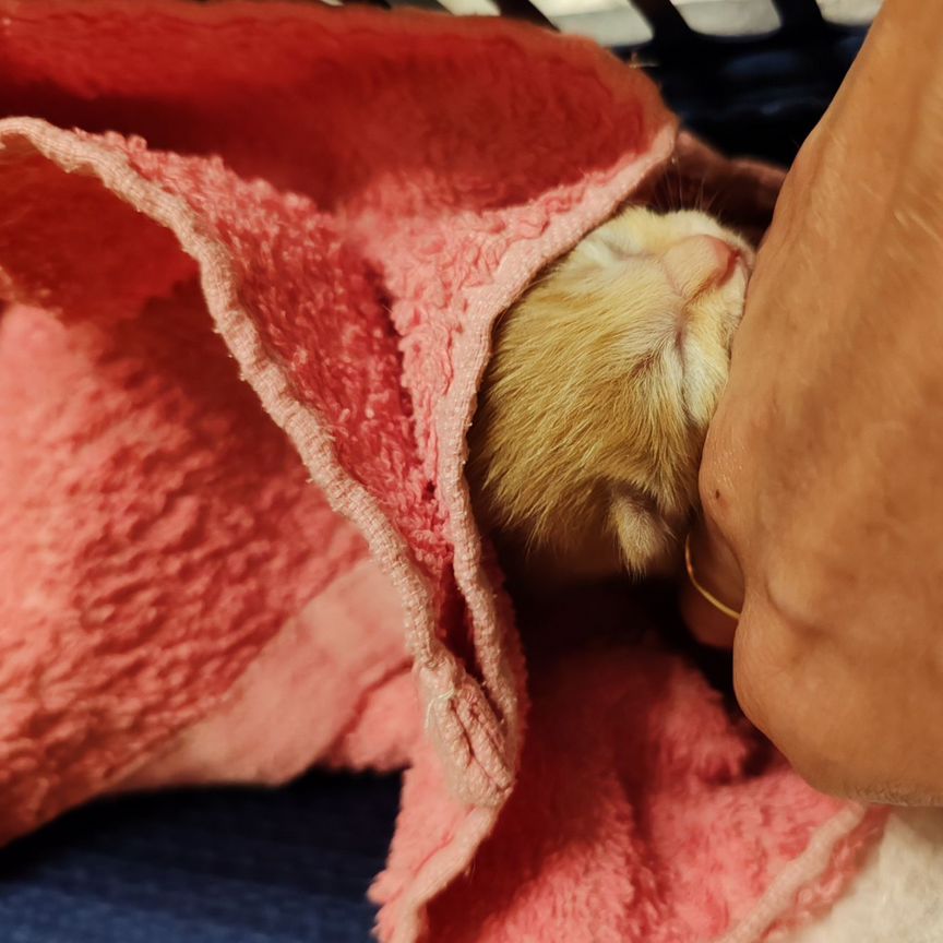 Ищем кормящую кошку