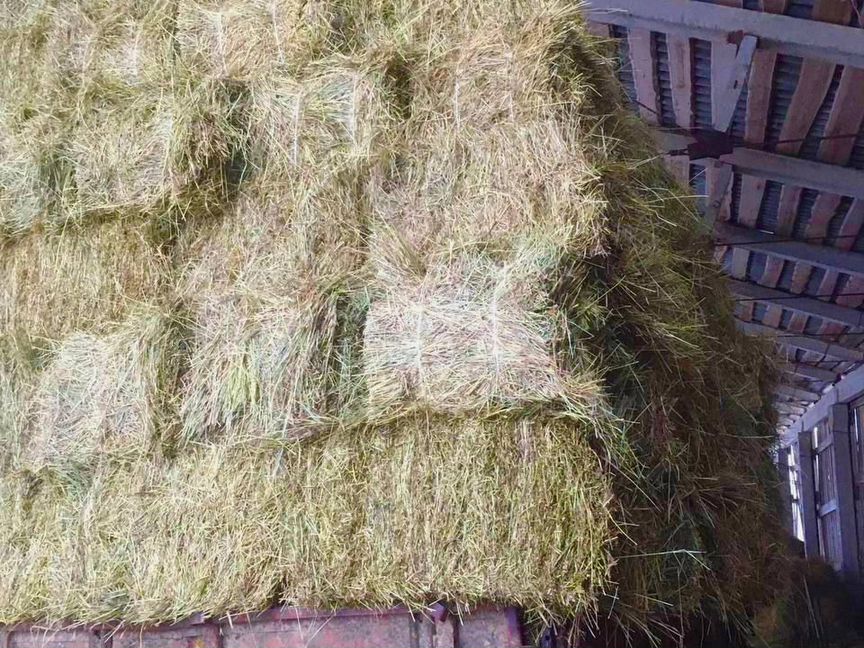 Сено в рулонах опт/Доставка