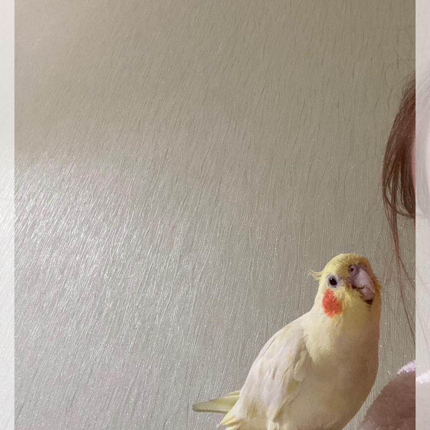 Попугай корелла с клеткой