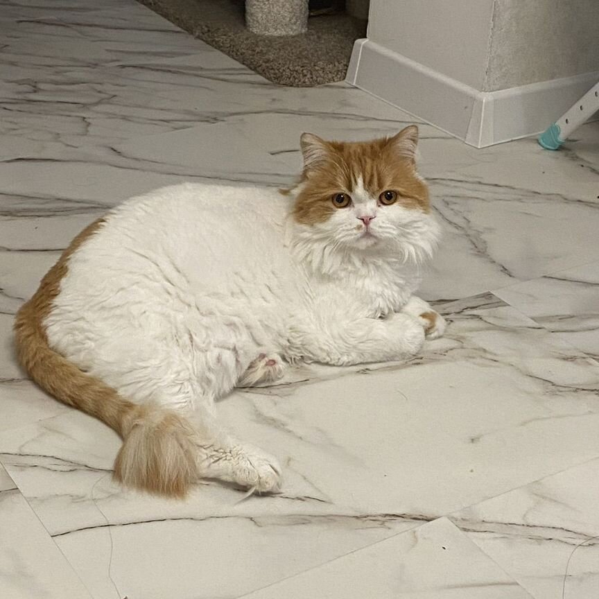 Шотланский кот