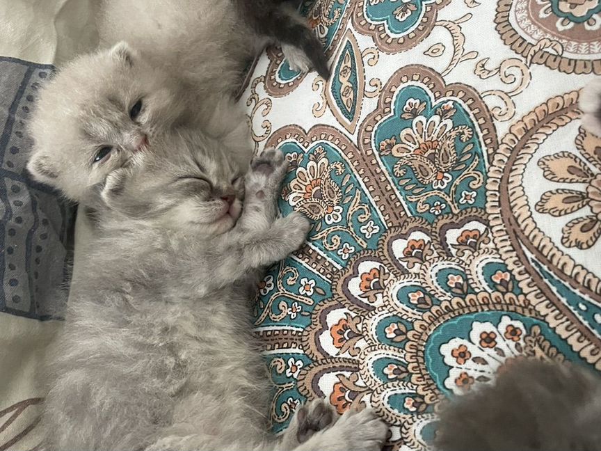 Шотландские котята