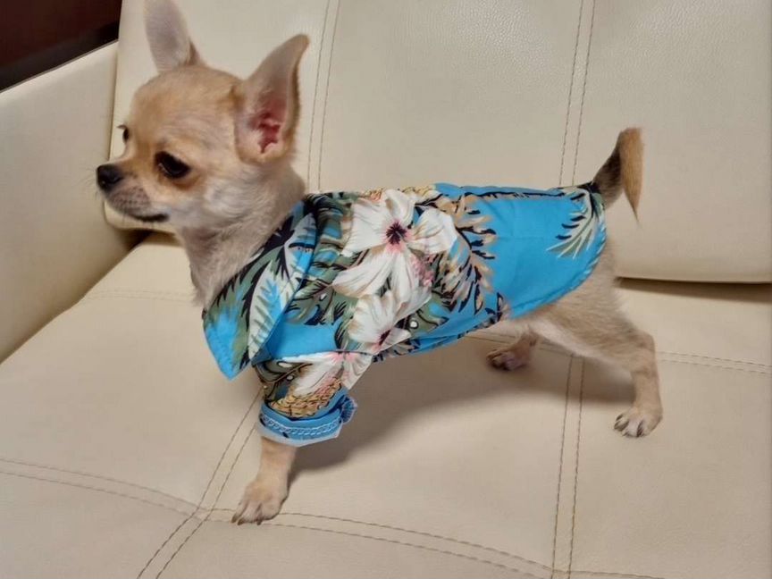 Летняя рубашка для маленькой собачки. Новая