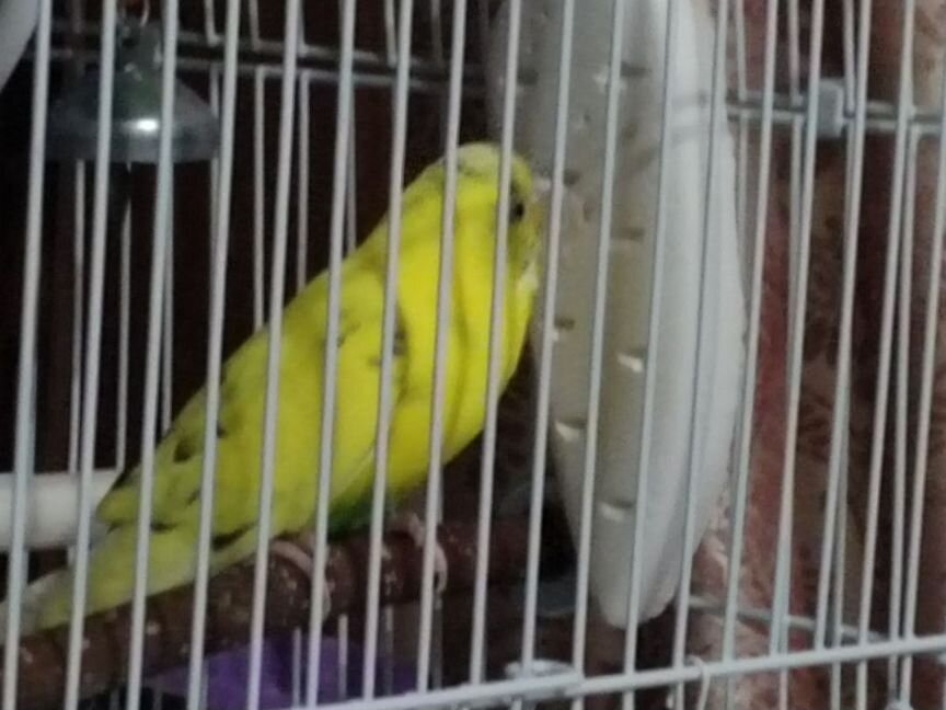 Волнистый попугай с клеткой