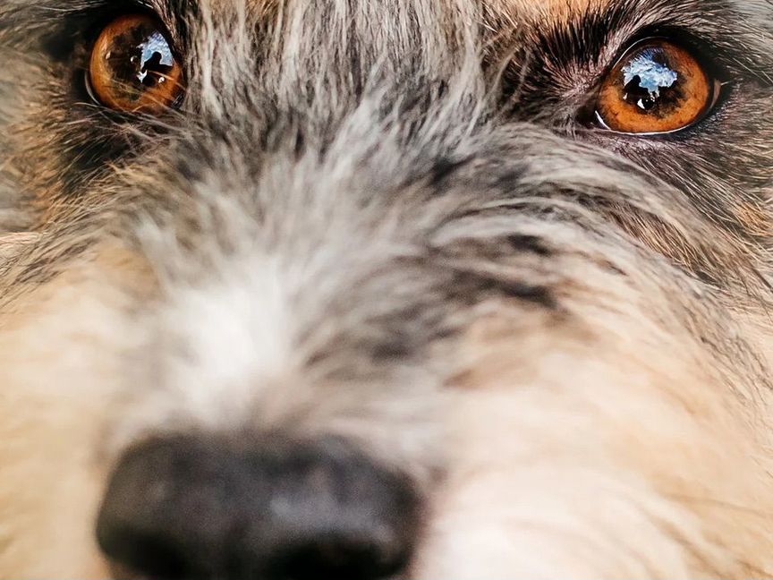 Собака в добрые руки отдам бесплатно