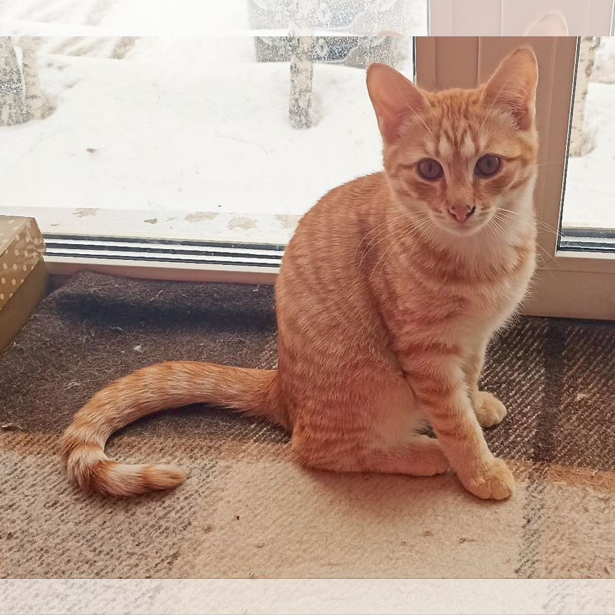 Котёнок в очень добрые руки