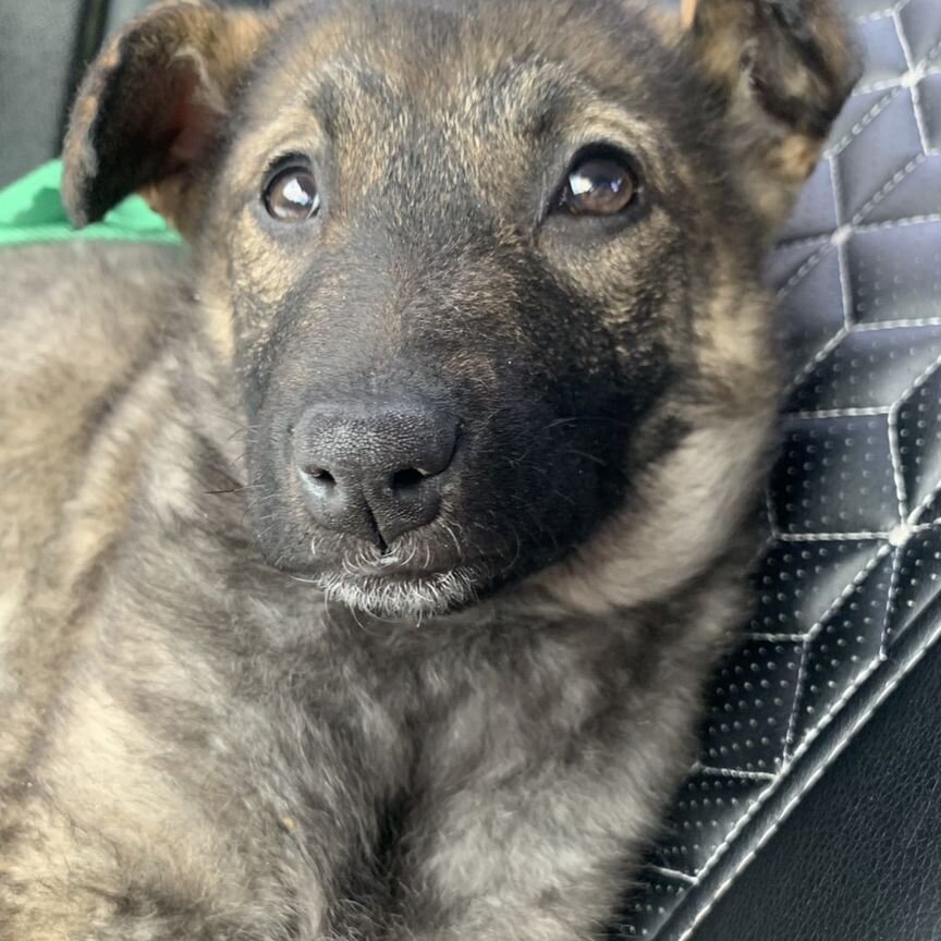 Метис овчарки 3 мес