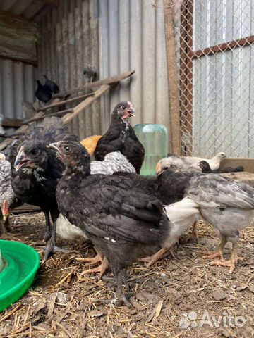 Цыплята, куры, бройлеры
