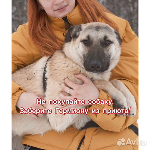 Собака в добрые руки отдам бесплатно
