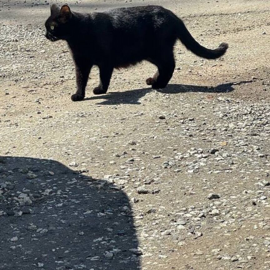 Кошки, коты и котята