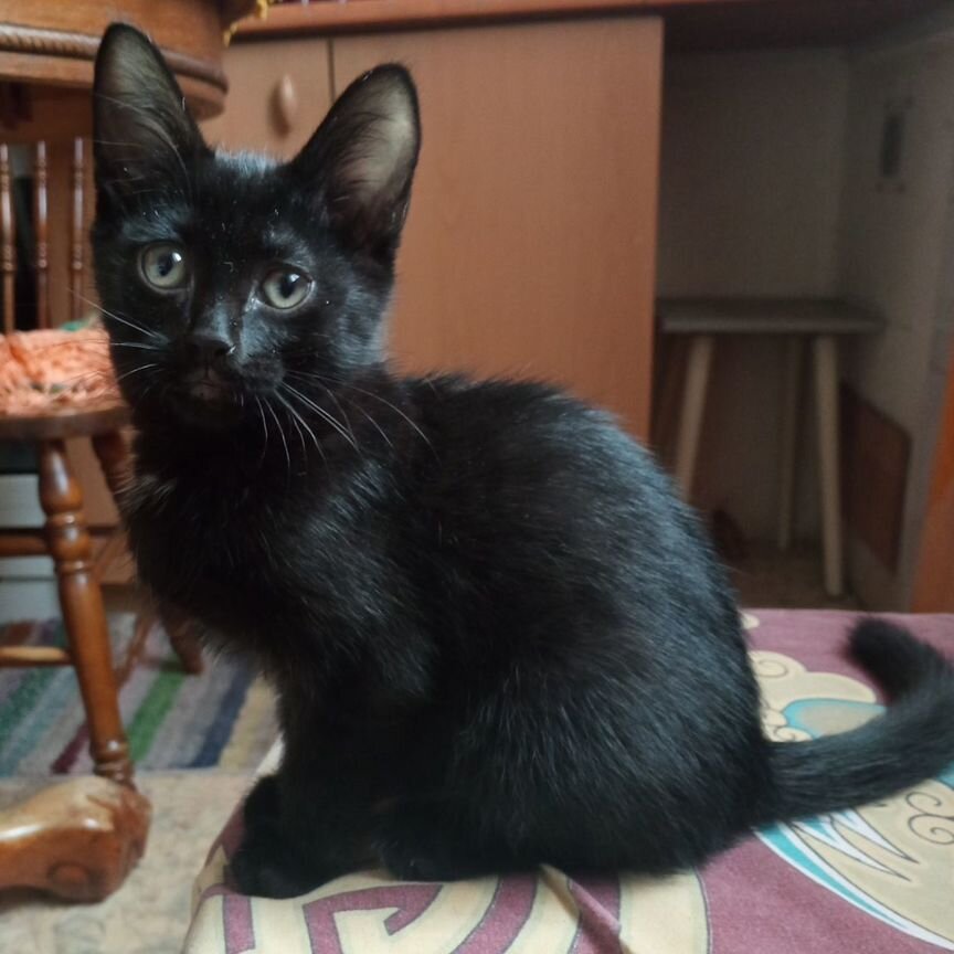 Котик, 2 месяца