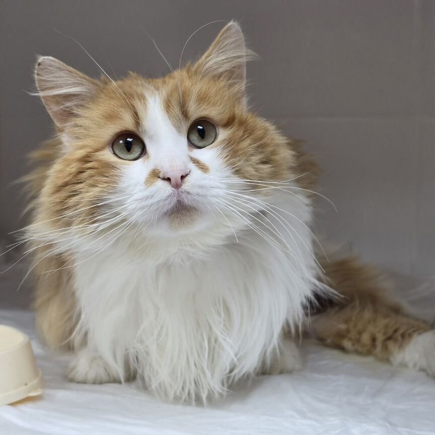 Взрослый кот в добрые руки