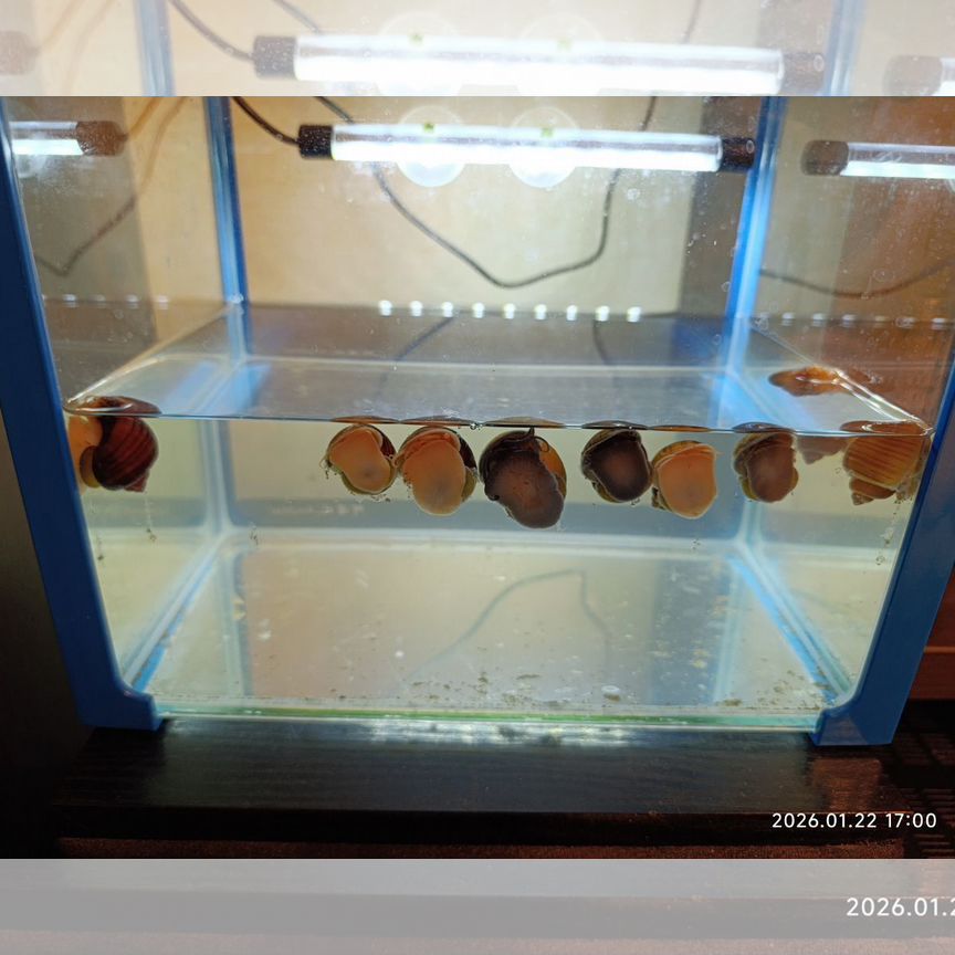 Улитки аквариумные ампулярии