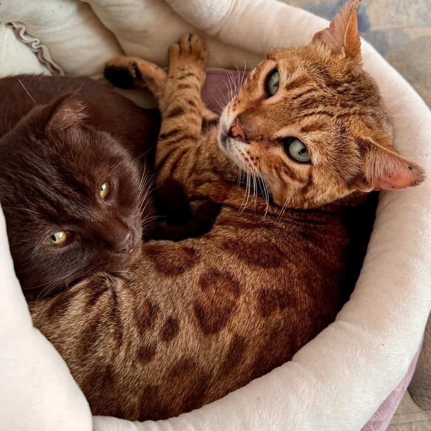 Коты