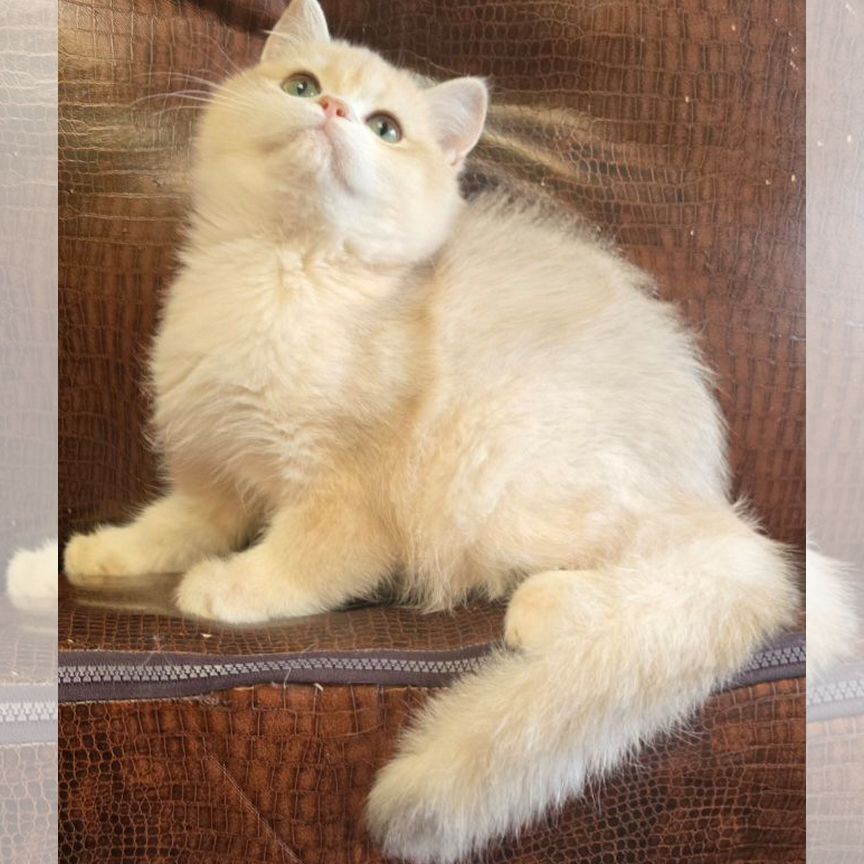 Британский короткошёрстный котёнок
