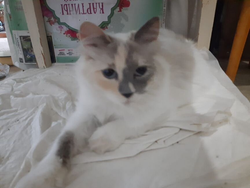Кошечка в добрые руки