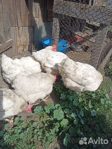 Куры несушки 6шт