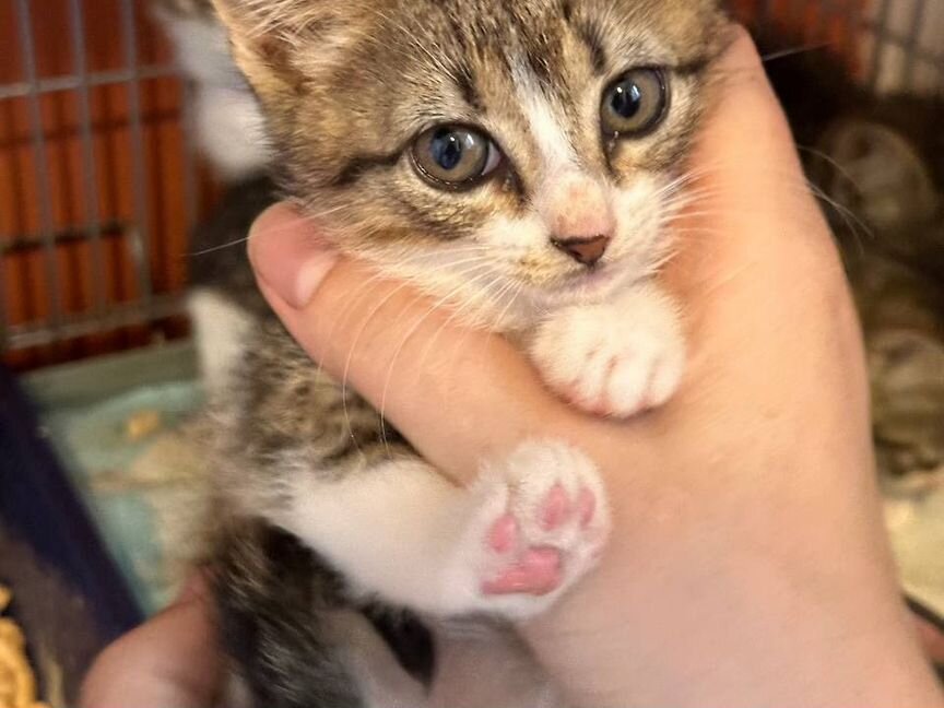 Котята, котенок