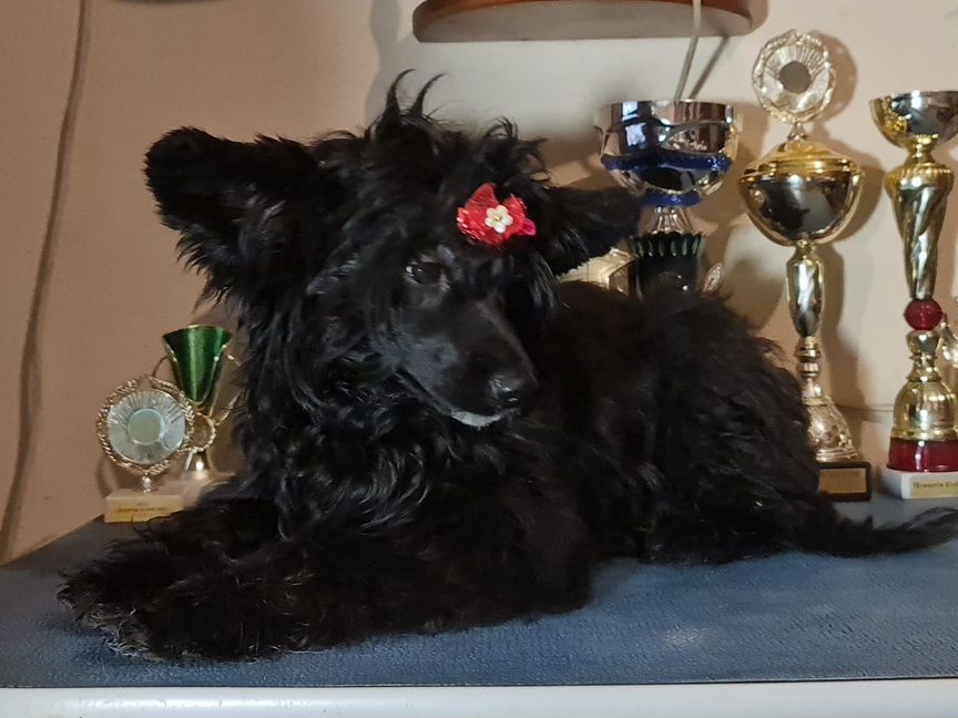 Чёрный брильянт