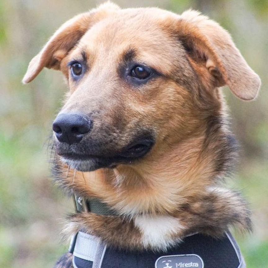 Щенок в добрые руки бесплатно