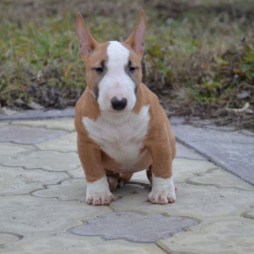 Миниатюрный бультерьер