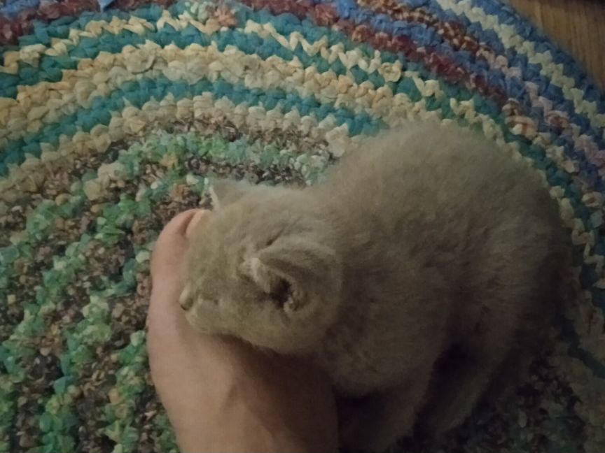Котики маленькие
