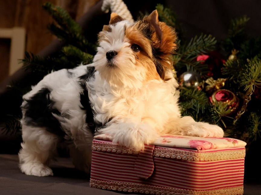 Щенки бивер йорка РКФ