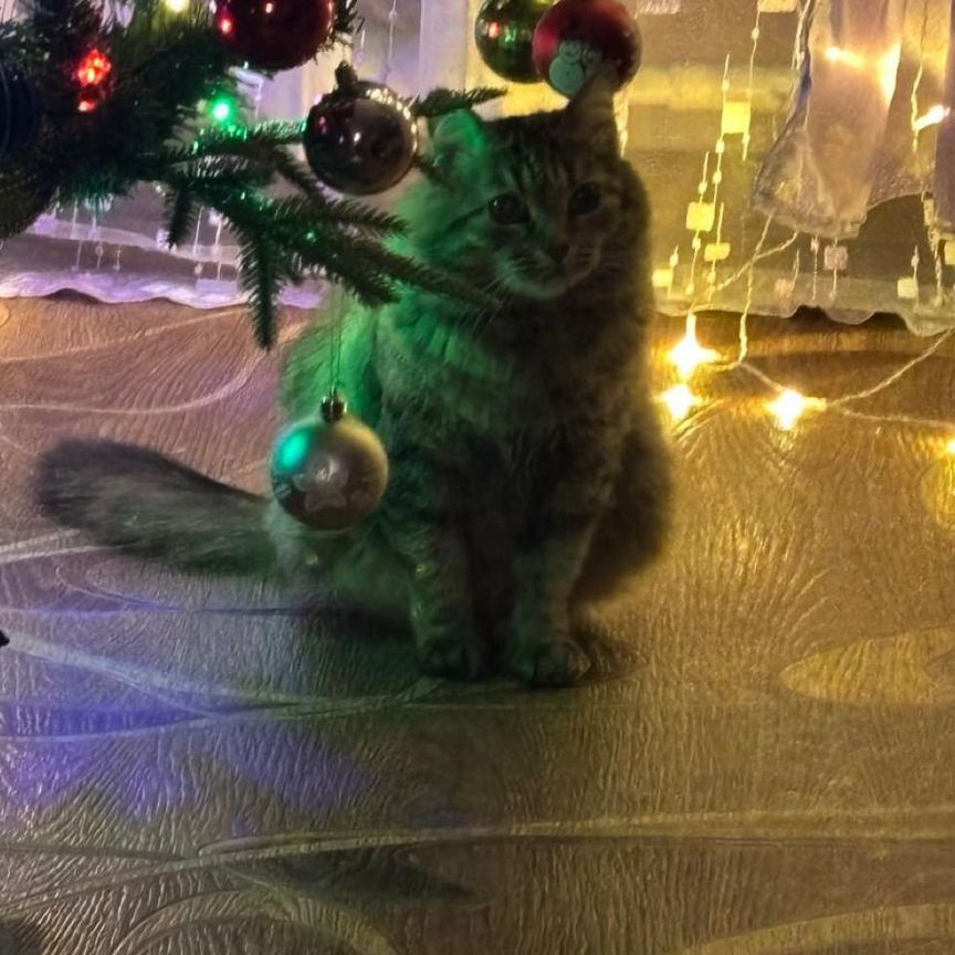 Отдам кошку в добрые руки