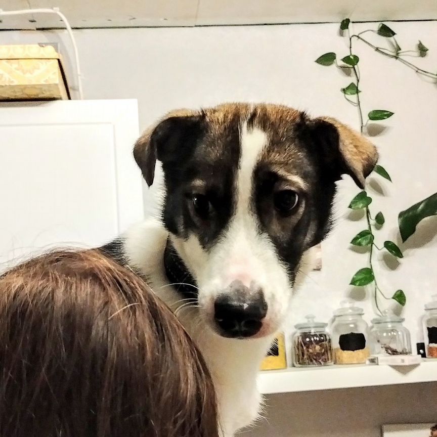 Малыша предали, пёсик ищет дом