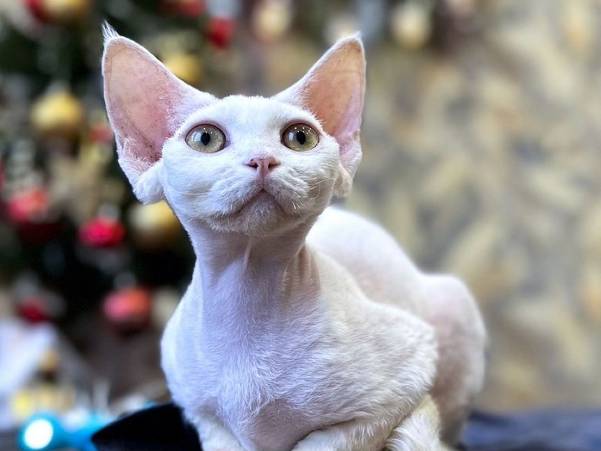 Котенок Девон - рекс, девочка