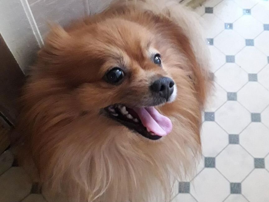 Немецкий шпиц