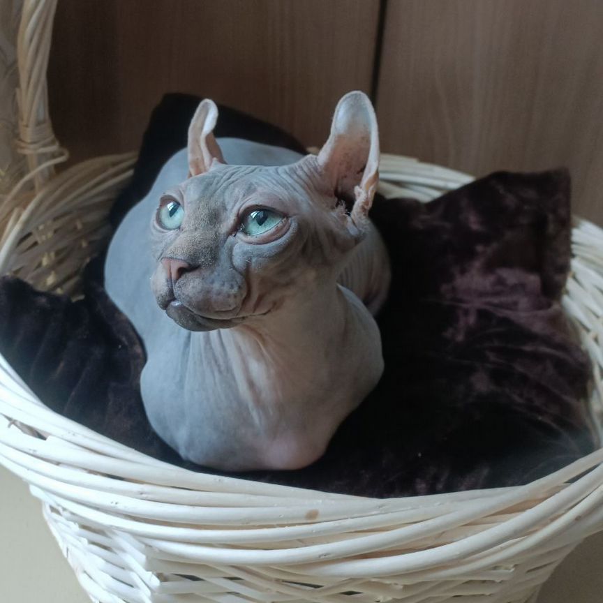 Канадский сфинкс двэльф