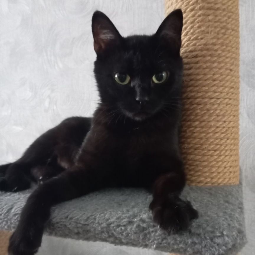 Алтайская кошка, взрослая