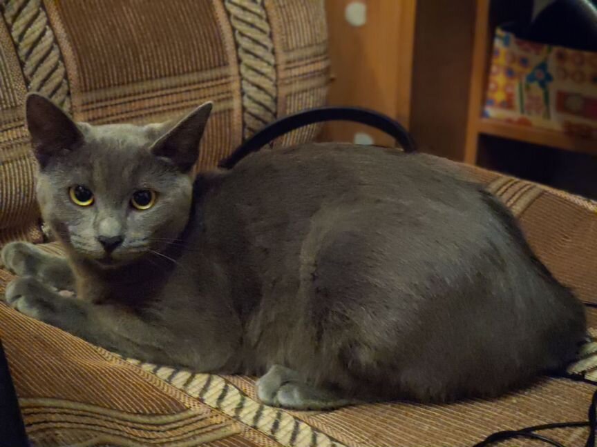 Кошка, кошечка