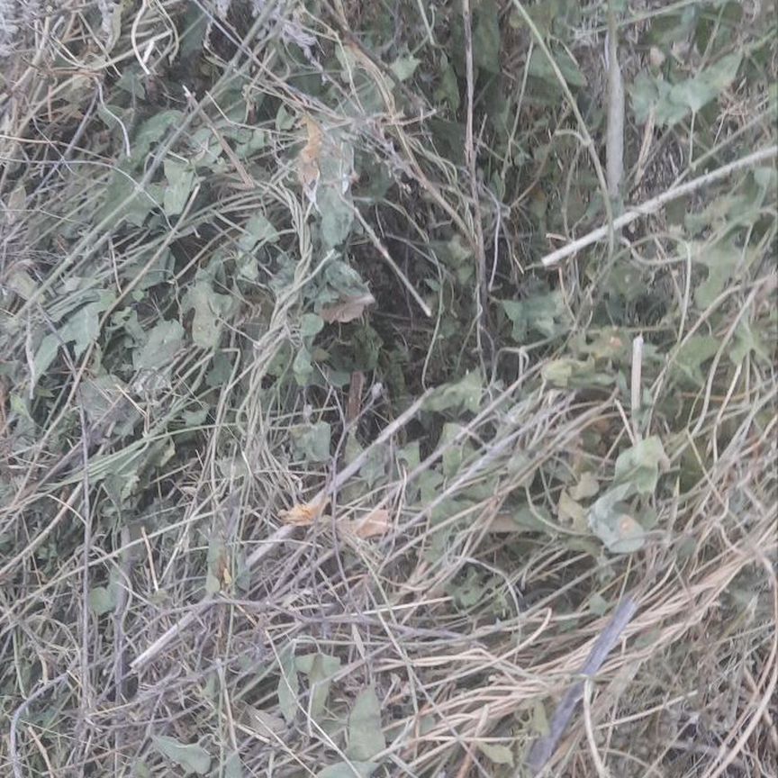 Сено в рулонах