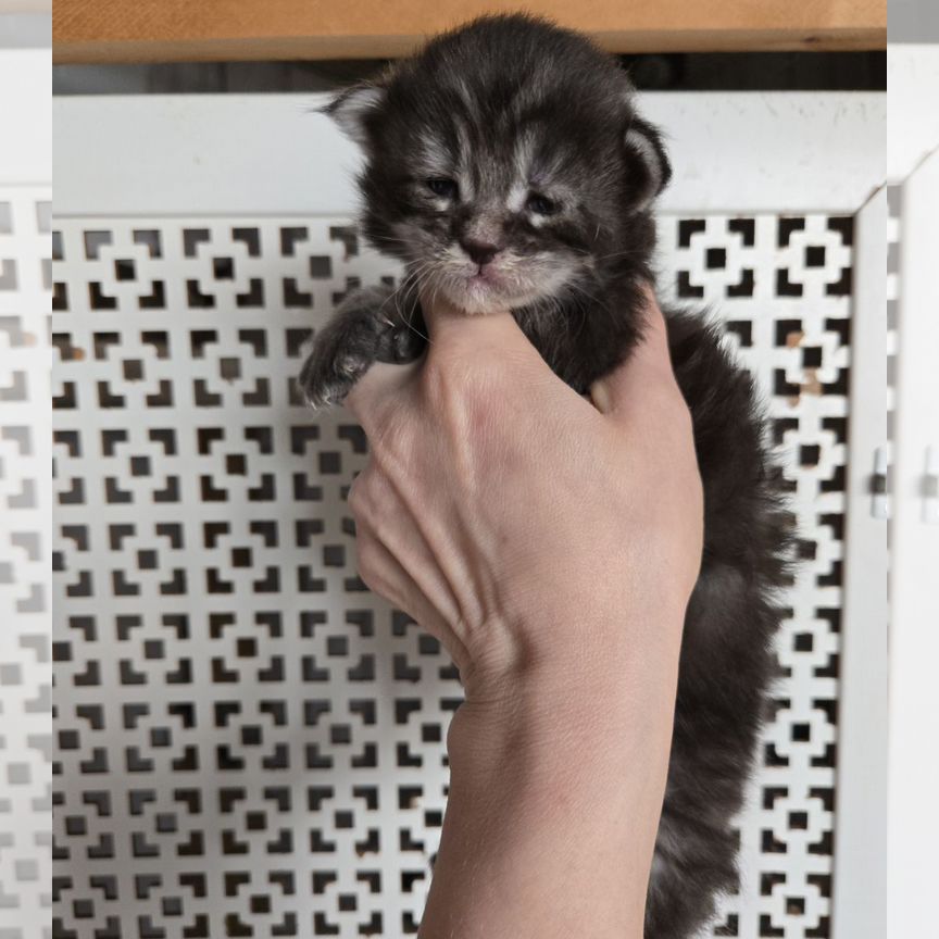 Мейн-кун котёнок