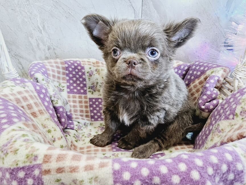 Щенки чихуахуа редких окрасов