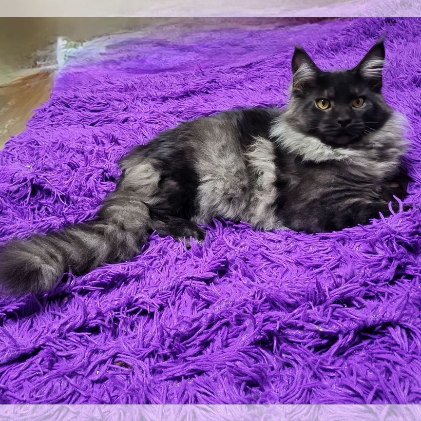 Мейн-кун котёнок