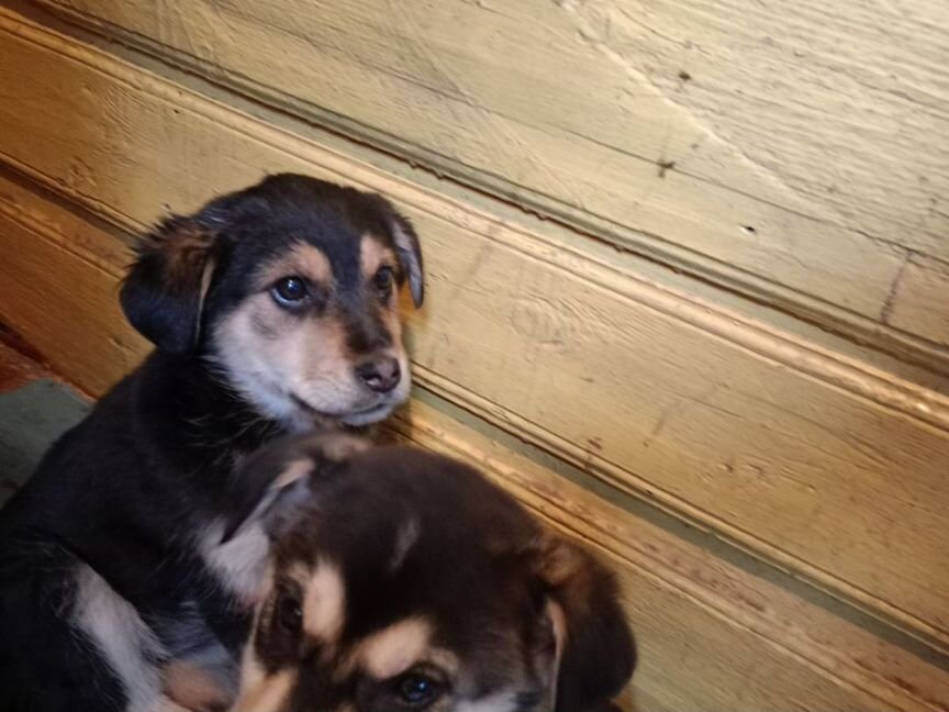 Собака в добрые руки щенок