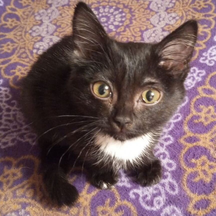 Котёнок в добрые руки